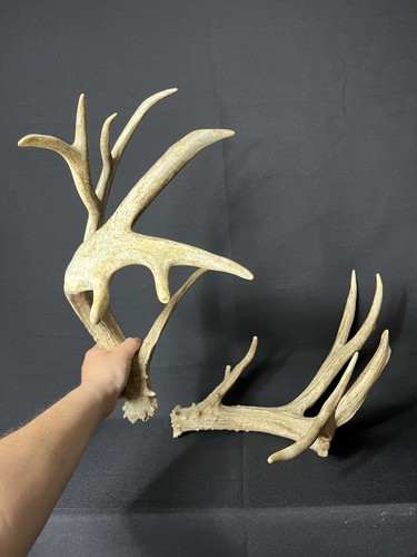 212” Whitetail Antler Shed Matching Set Incredible Mass, Beams-24” G2s ...