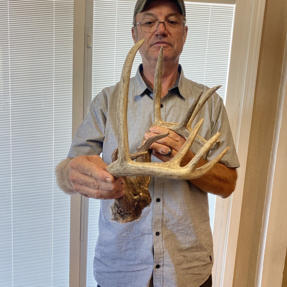 Unique Cool Whitetail Deer Antler Rack Horn Man Cave Sheds Taxidermy | eBay