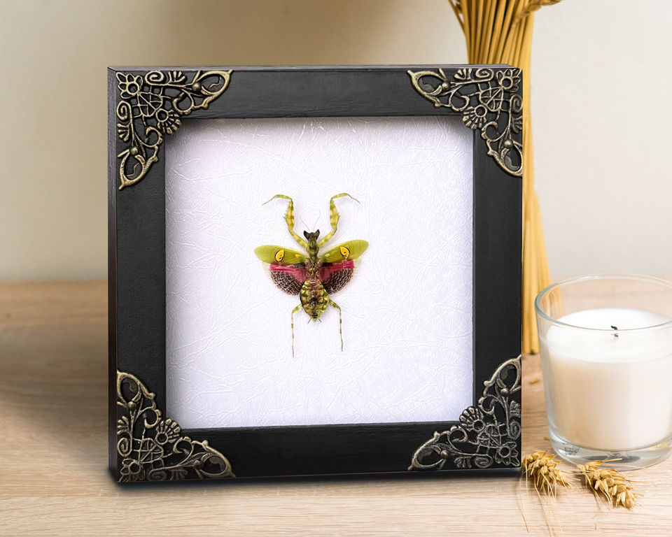 Framed Bee Mantis Beetle Real Pinned Insect Taxadermy Insect Gift For ...
