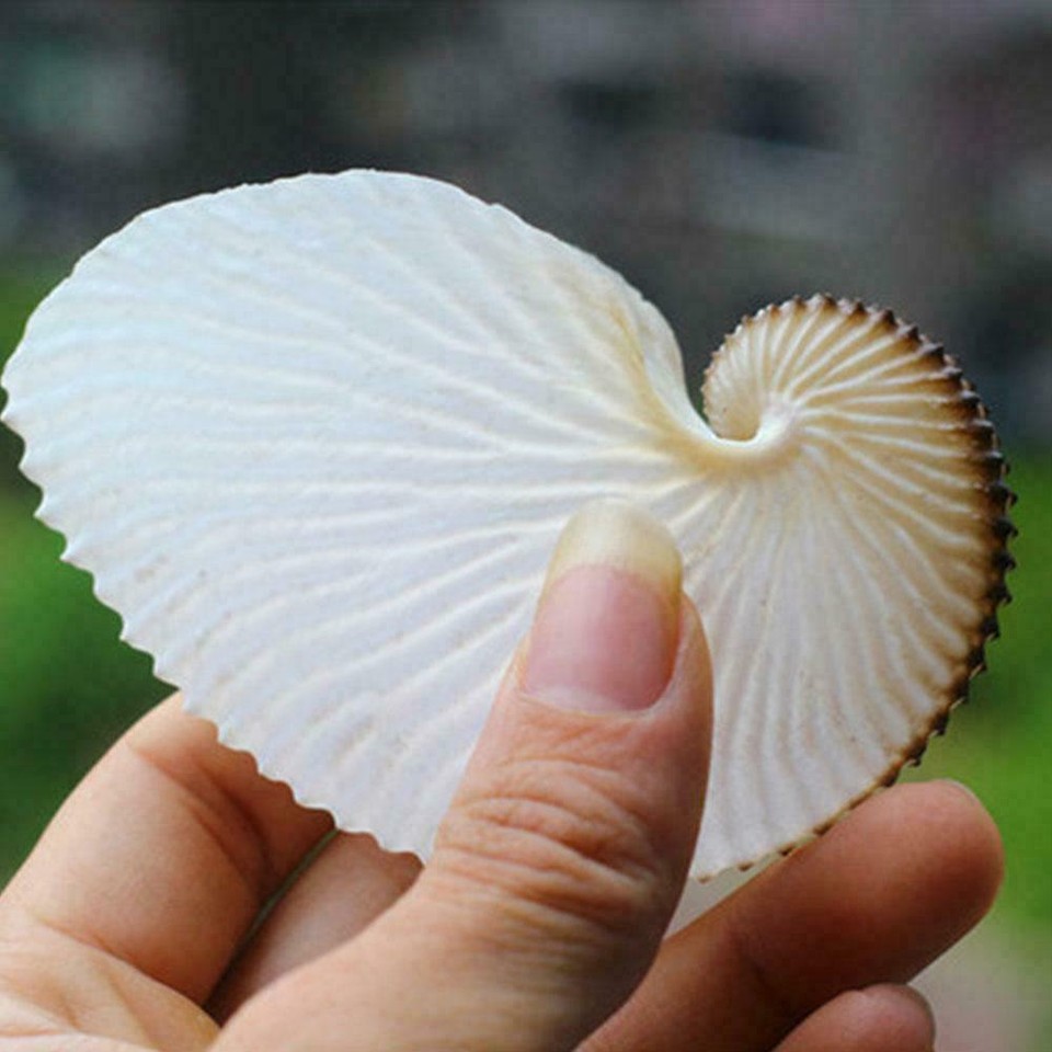 5cm Natural Pink Shell Conch Coral Sea Snail Starfish Fish Decor Tank ...