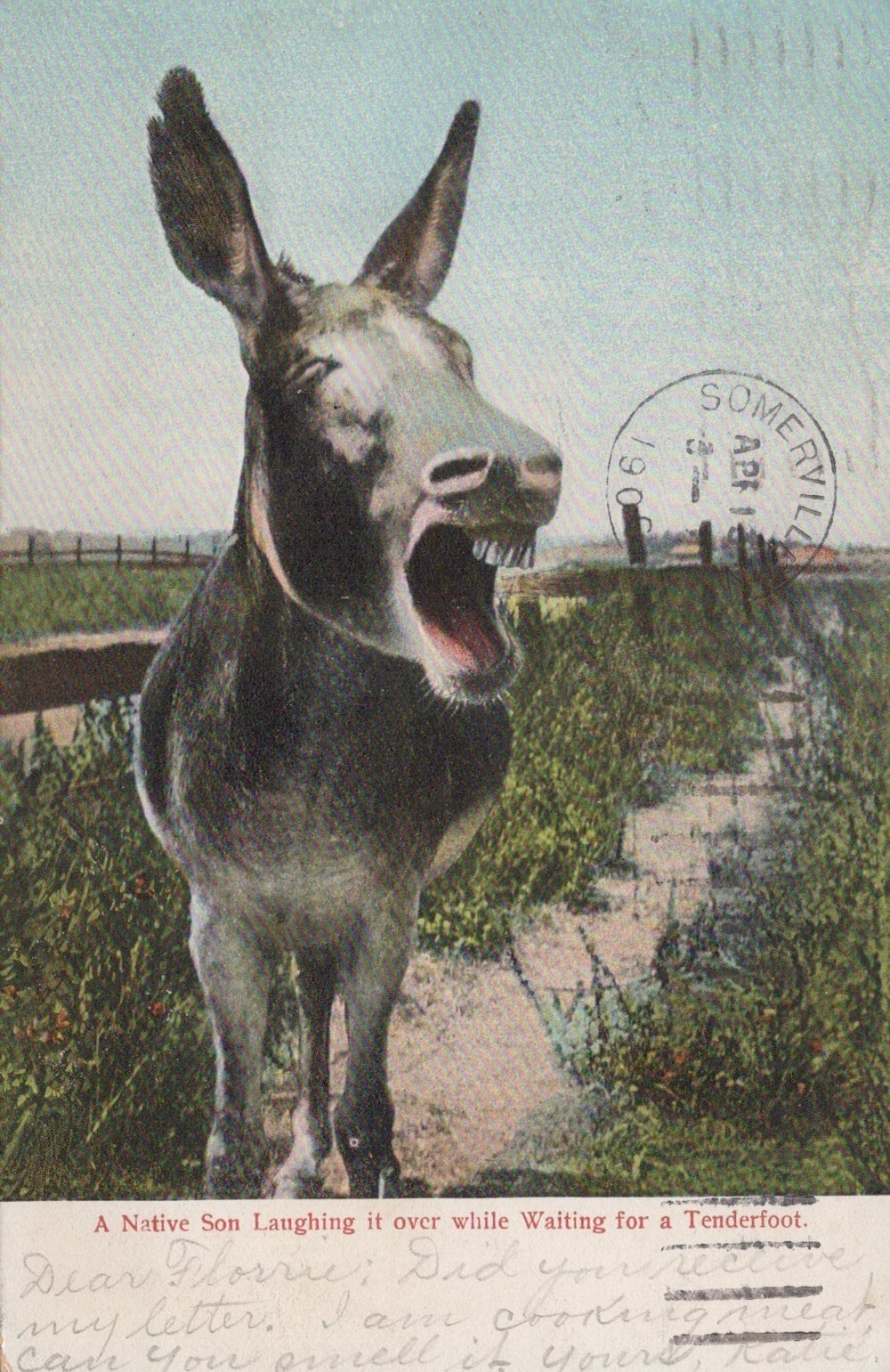 DONKEY Animals Vintage Antique Old CPA Postcard #PAA155.T | eBay