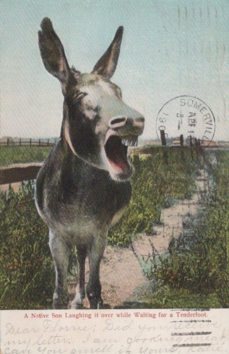 DONKEY Animals Vintage Antique Old CPA Postcard #PAA155.T | eBay