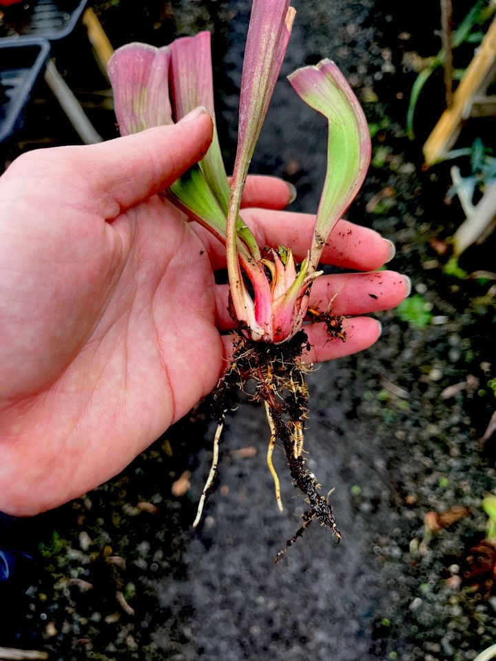 Sarracenia x Catesbaei TRUE BLOOD (carnivorous pitcher plant) | eBay UK