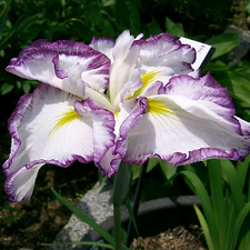 Lincolnshire Pond Plants | eBay UK Stores