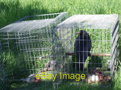 Photo 6x4 Crow traps at junction between Upper Dagie and Upper ...