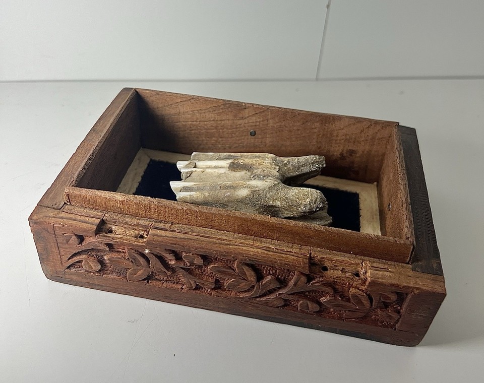 Bison Tooth Mounted In Antique Box. Great Plains Buffalo Fossil, Ice ...