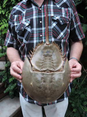 15" long FULL HORSESHOE CRAB Living Fossil of Atlantic Ocean/ Shell ...