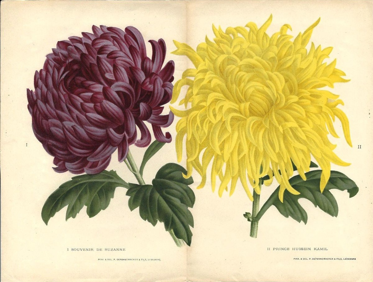 Pittura Di Fiori Di Crisantemo