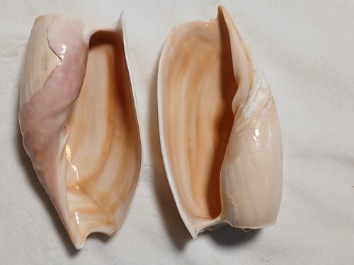 VOLUTIDAE Cymbium cymbium Two 6" Beautiful Shells | eBay