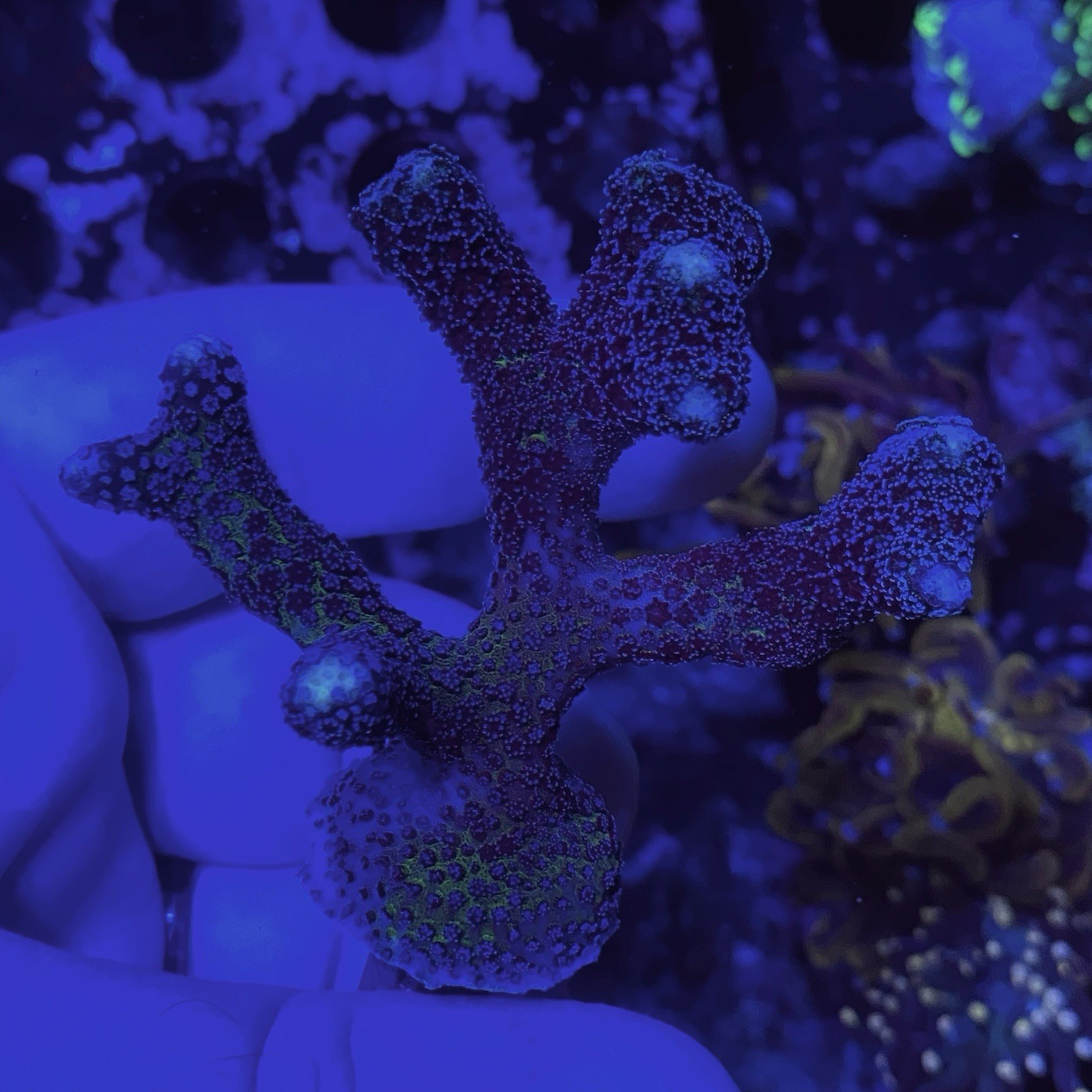 Live Coral Frag Absolutely Fish Naturals Purple Milka Stylo Stylophora ...