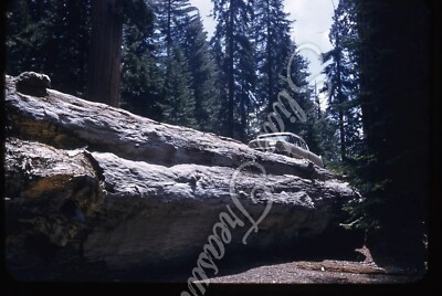 Car Dead Sequoia Tree California 35mm Slide 1950s Red Border Kodachrome ...