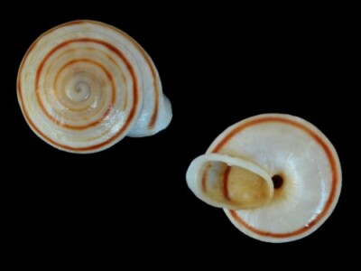 Obba moricandi - Shells from all over the World NEW!!! | eBay