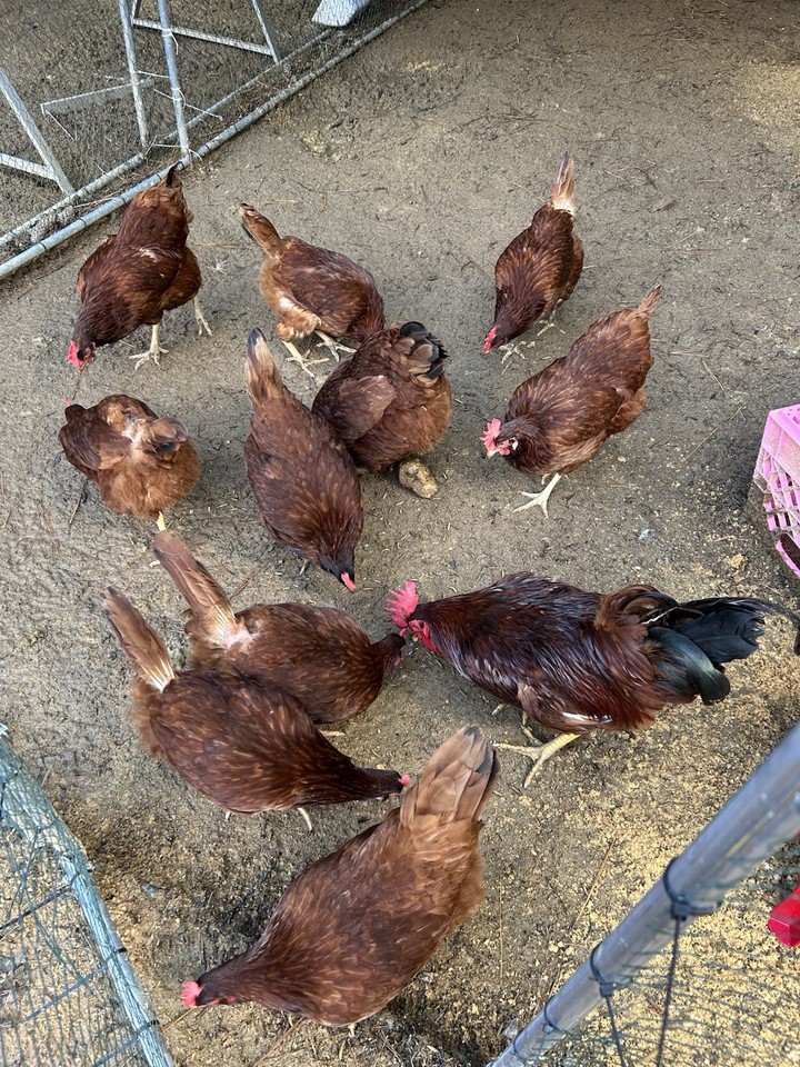 6 Rhode Island red Hatching Eggs | eBay