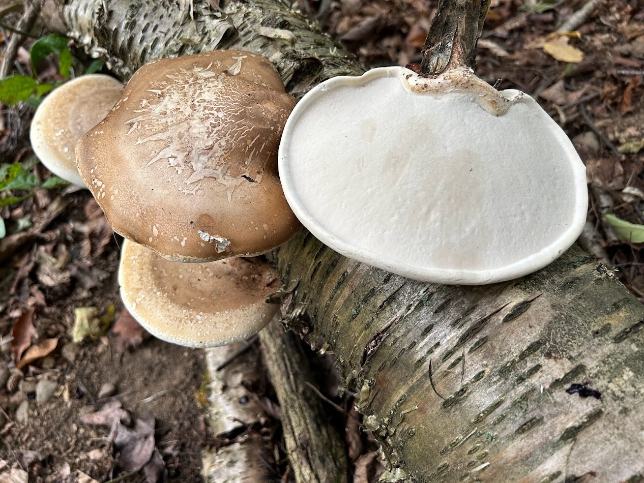 8 Ounces / 1/2 lb Wild Harvested Organic Birch Polypore Mushrooms ...
