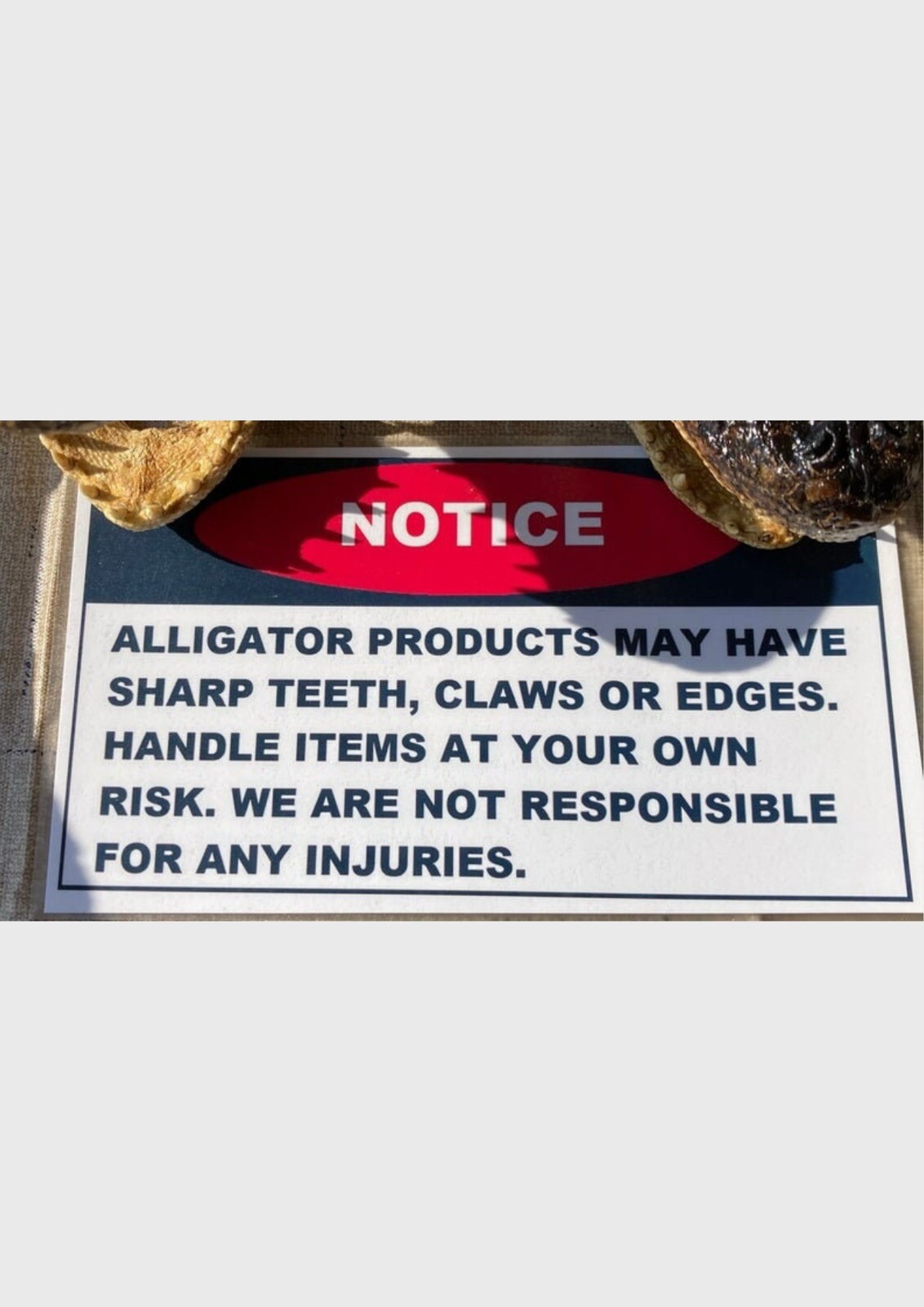 Alligator Bones 2 Pounds | eBay