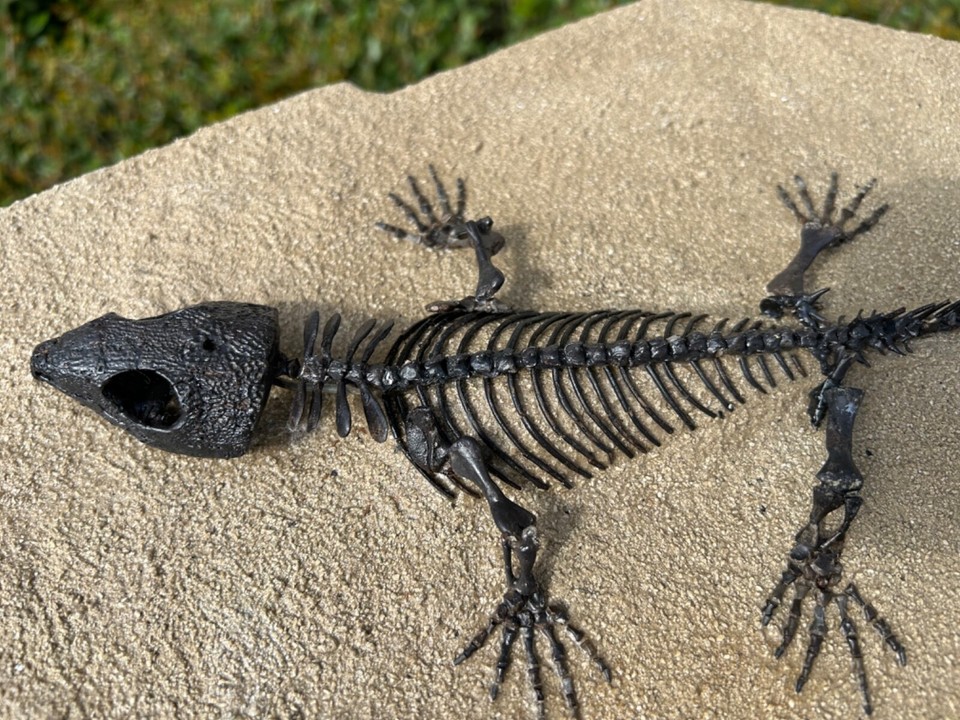 AWESOME Fossil Captorhinus Skeleton Permian Reptile Dinosaur Bones Rare ...