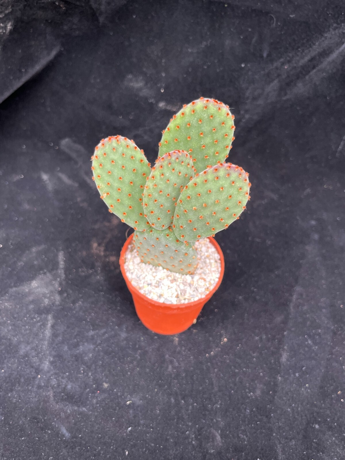 Opuntia Rufida (microdasys ) Prickly Pear Cactus in 6cm Pot | eBay UK