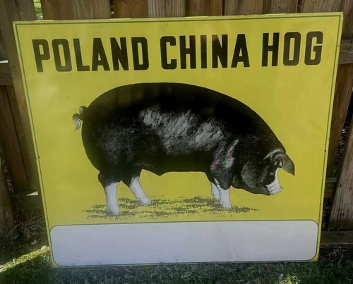 Vintage Poland China Hog Metal Sign 48” x 42” | eBay