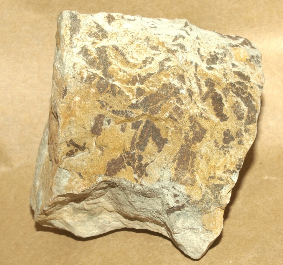 Lower Silurian noncalcified aglae -Leveillites and Kalania | eBay