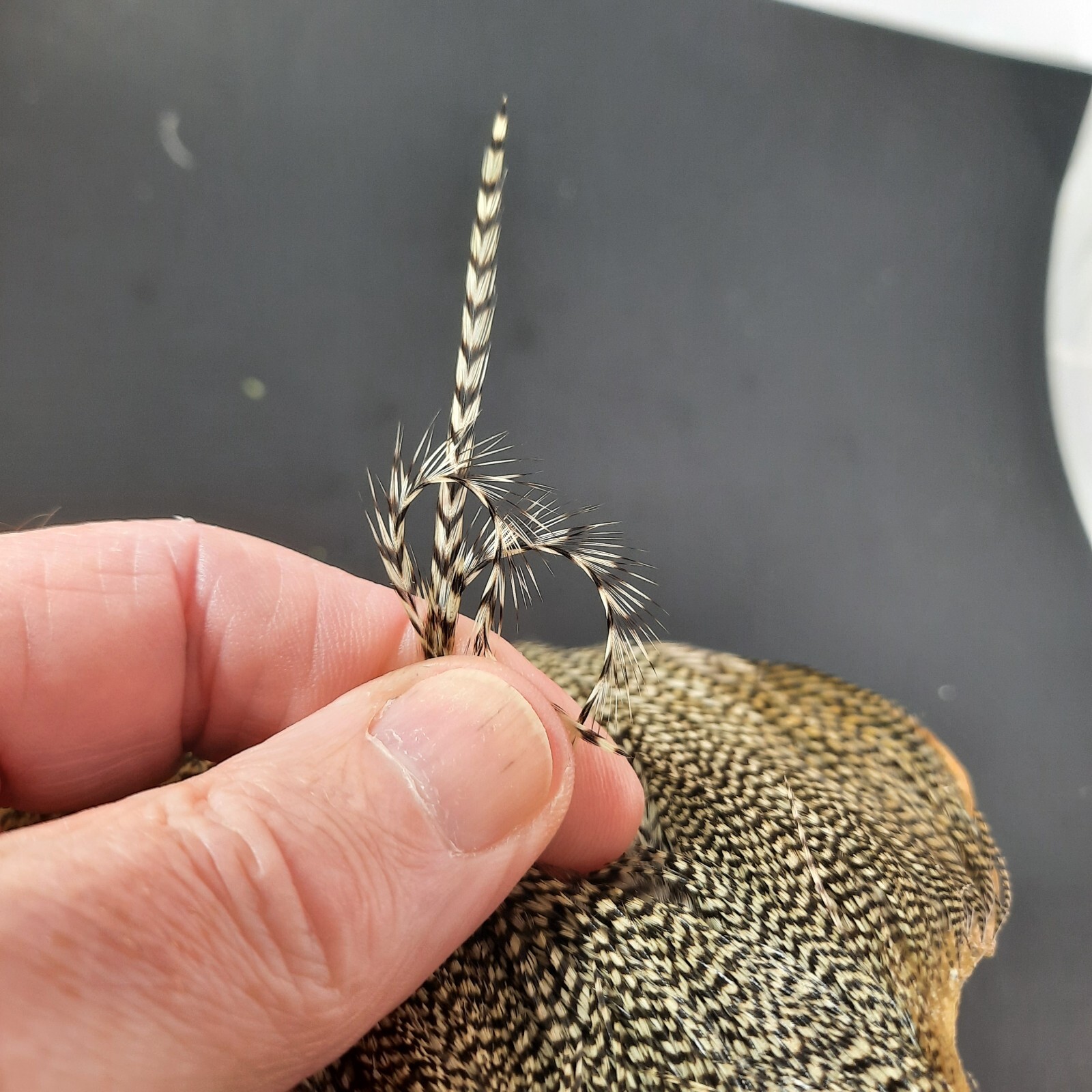 Dry Fly Hackle Cape Neck Grizzly, Cream, Olive, Blue Dun, Olive Dun ...