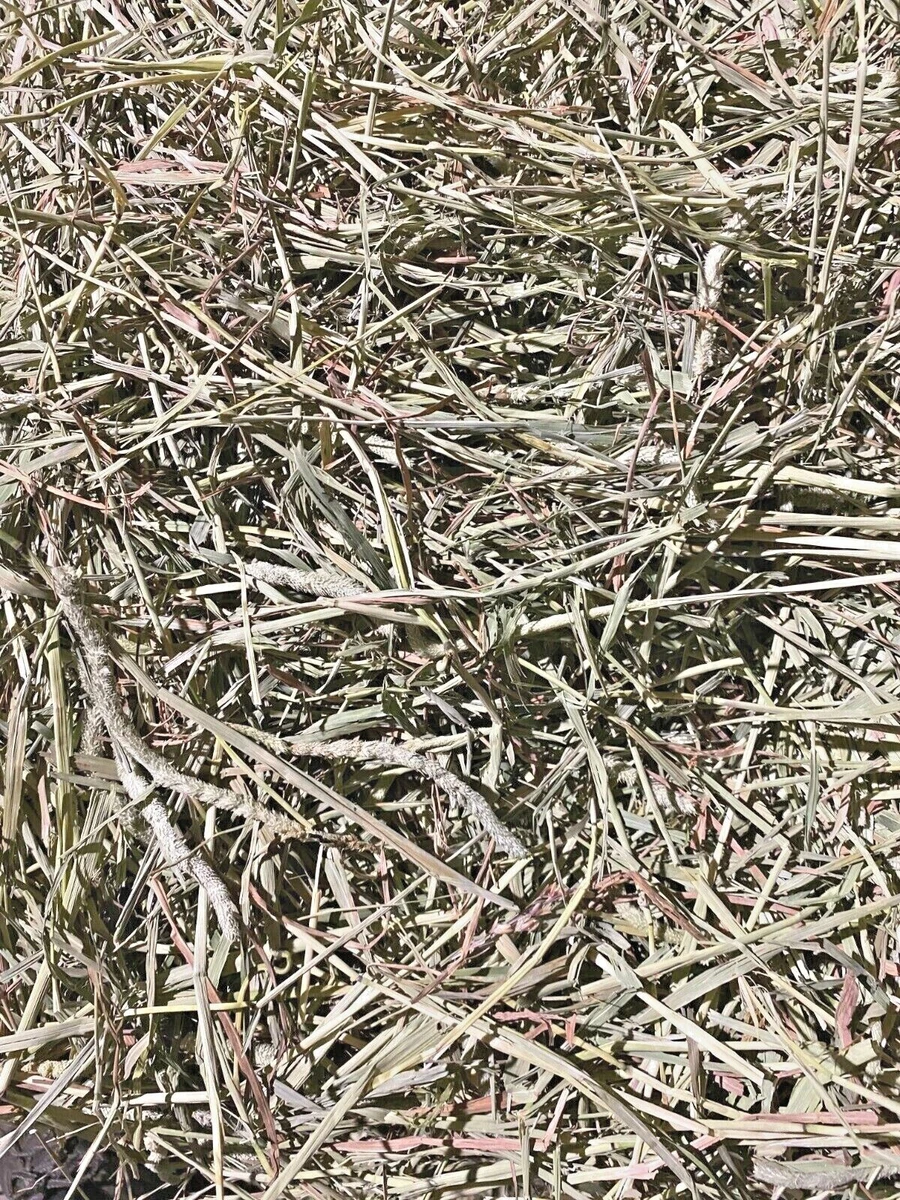 Timothy Hay For Rabbits