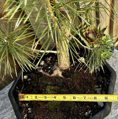 Japanese Black Pine Pre Bonsai Dwarf Kifu Fat Trunk Nice Nebari Pinus ...