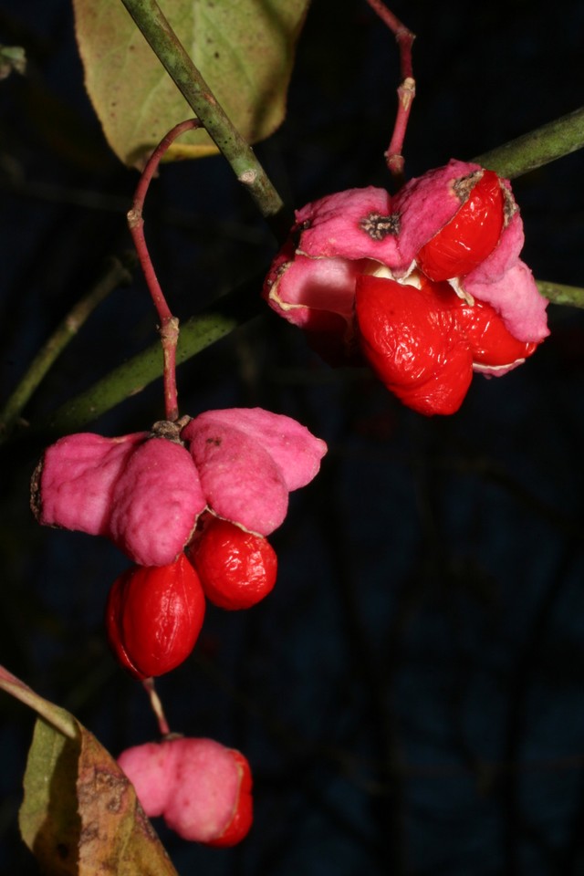Wahoo Burning Bush, Euonymus atropurpurea Seeds (Showy, Fall Color ...