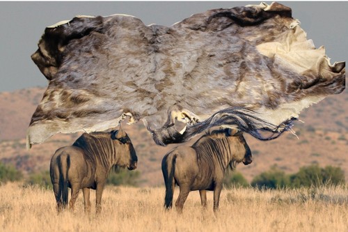 Back Half Wildebeest Hide Tanned Soft Taxidermy crafts leather 47x 24 ...