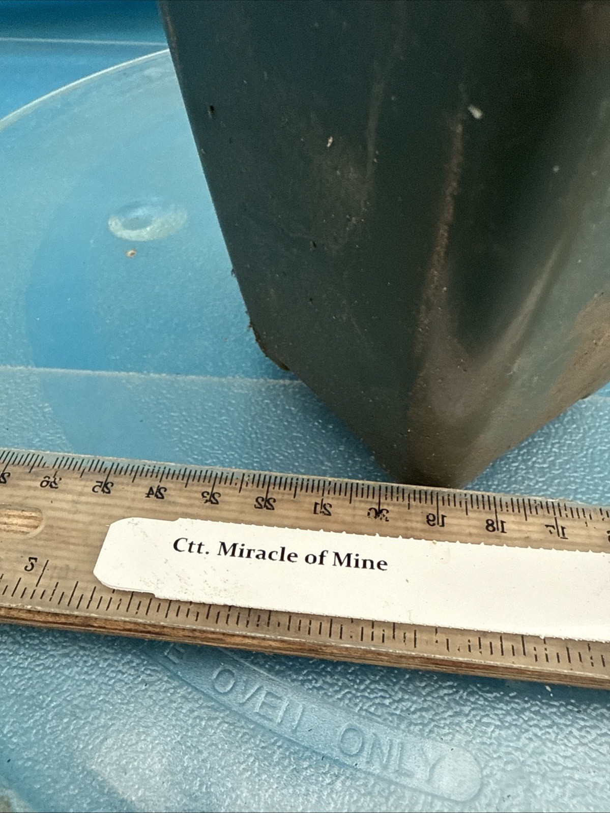 Cattleya Ctt. Miracle Of Mine ‘Joy In Life’ HCC/AOS Red BS Orchid Eros 5.5” Pot | eBay