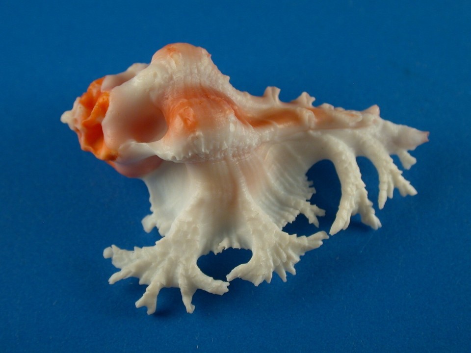 Murex (Homalocantha) pele, Great Red Color and Fronds, 45.0mm, Hawaii ...