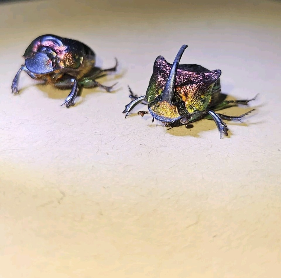 Rainbow Scarab Beetle Phanaeus Vindex Mexicanus 1 Pair M+F BIG HORN Not ...