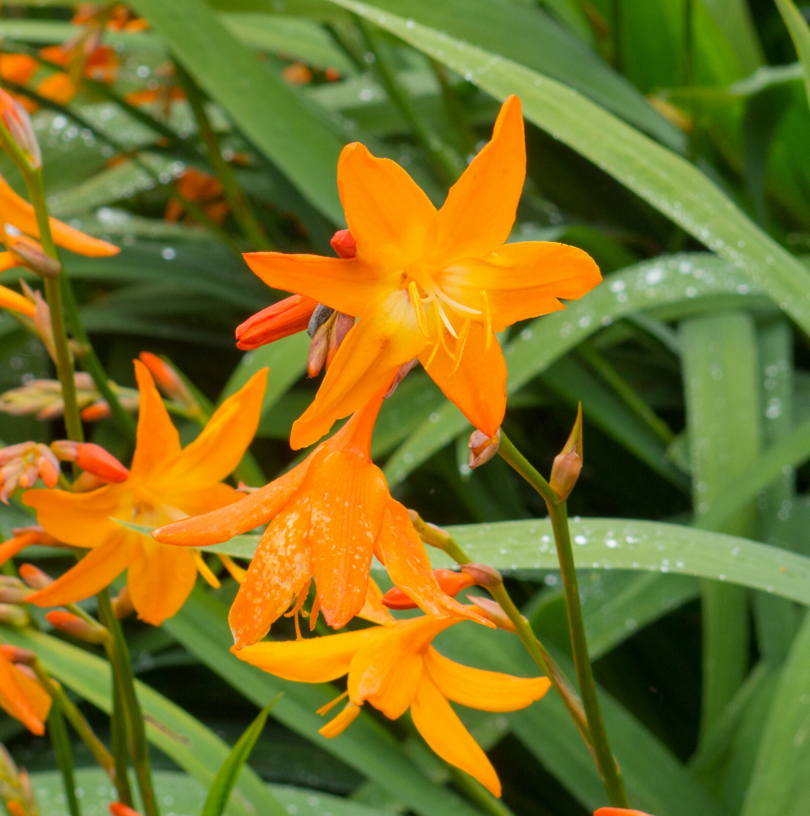 10x Crocosmia Small Flowering MIX Summer Bulbs Garden Perennial ...