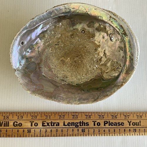 Vintage Abalone Shell Massive 8-3/4" Long x 7" Wide | eBay