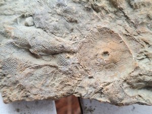 Golden Goods Org | eBay Stores