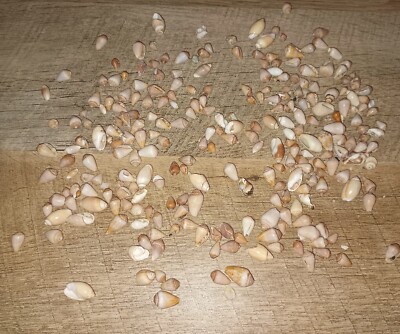 Crafting Sea Shells Straight From The Beach | eBay