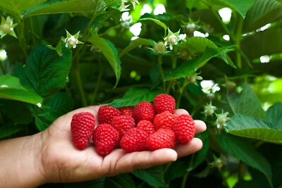 Giant Raspberry Viable Seeds - Garden Fruit Plant - Sweet and Juicy ...