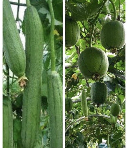 Set 2 Types Hybrid Hat Giong Muop Tao APPLE LUFFA F1 And emerald Luffa ...