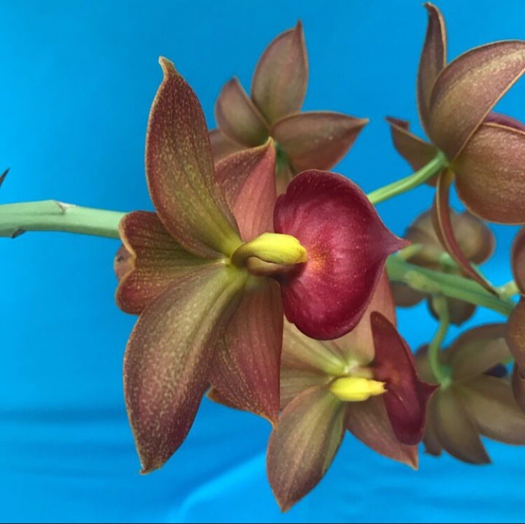 Cycnodes Taiwan Gold ‘Orange’ (E) ONE Spike Fragrant Orchid Hybrid 4 ...