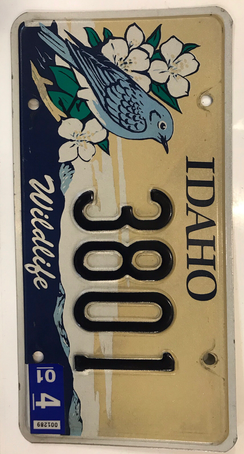 WILDLIFE BLUEBIRD license plate blue bird wild animal | eBay