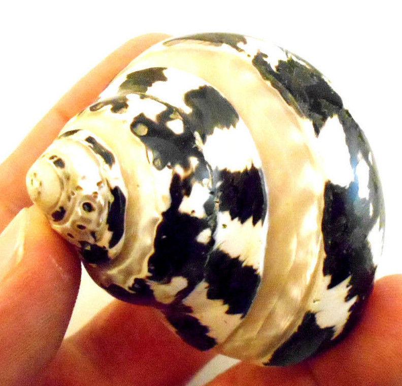 1 Large Polished Banded Pica Turbo Shell Sea Shell Hermit Crabs 3" (1 1 ...