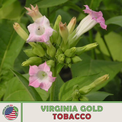 1000 Virginia Gold Tobacco Seeds, Heirloom, Non-GMO, Genuine USA | eBay