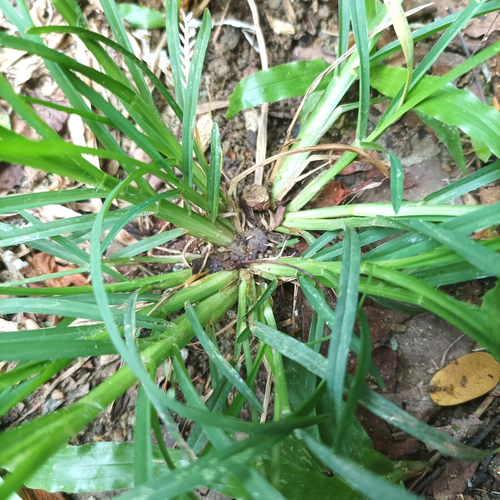 Ayurvedic Dry Paragis Plant 2oz Eleusine Indica Goosegrass Family ...