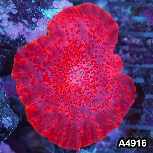 Item#A4916IN4916(S) WYSIWYG Aussie Ultra Red Discosoma Mushroom | eBay