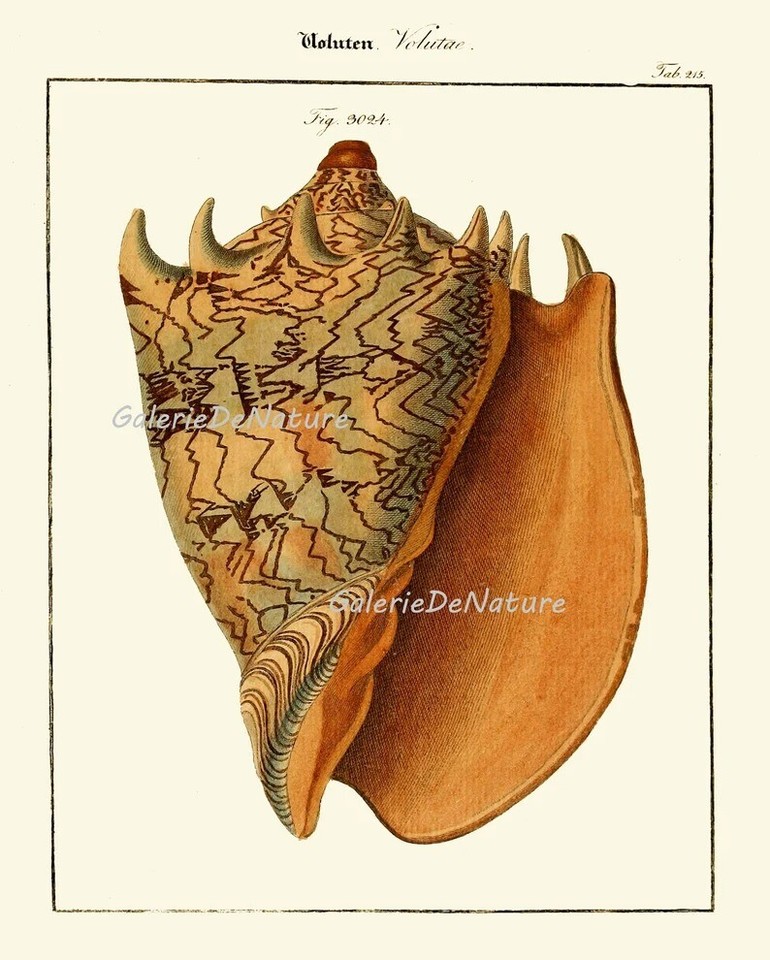 Vintage Seashell Wall Art Set of 3 Prints Beautiful Antique Sea Shells ...