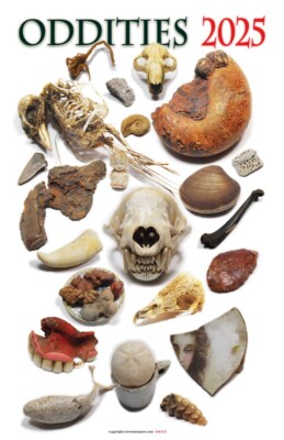 ODDITIES Poster 2025 Weird Steve's Empire Production NEW! FREE SHIPPING ...