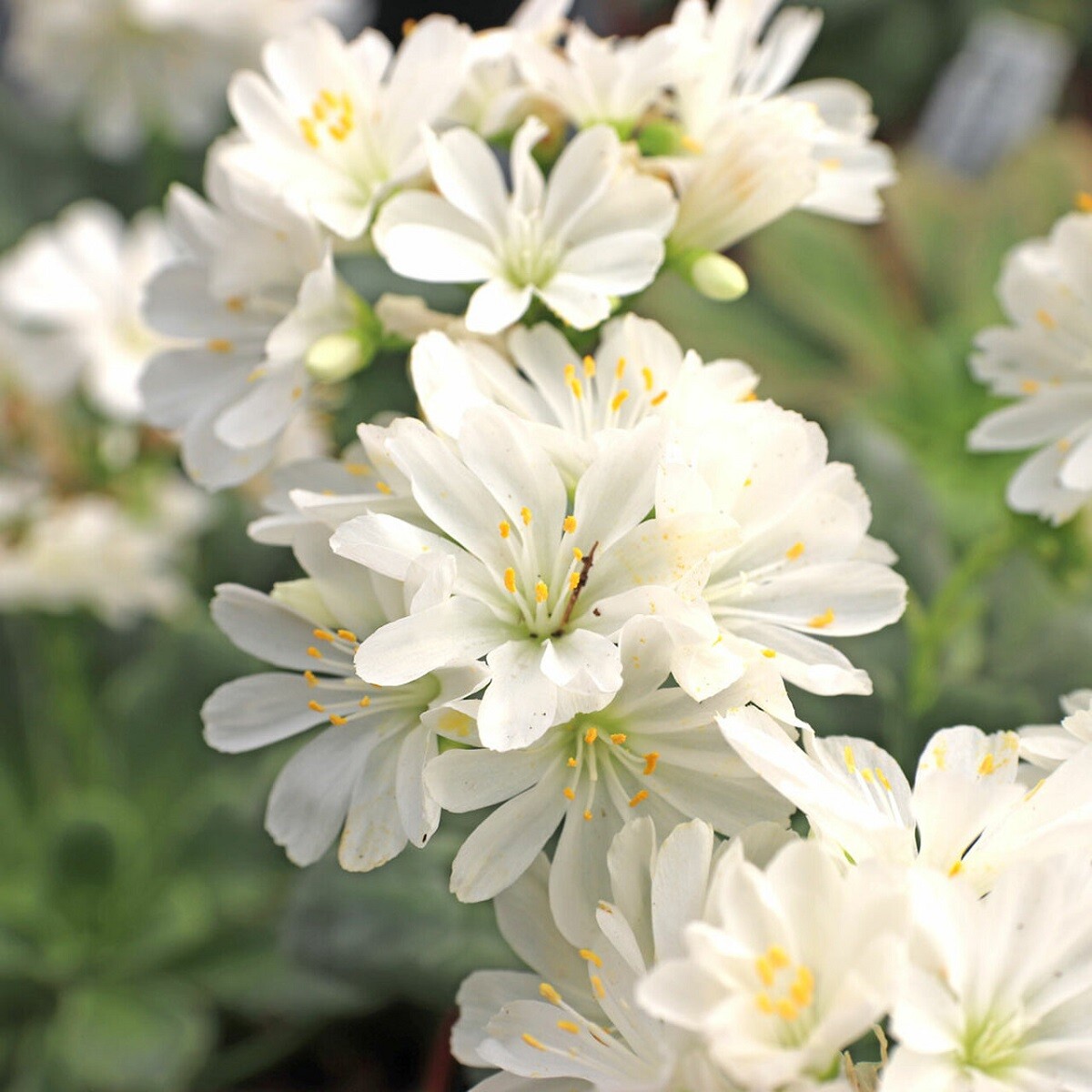 Lewisia Seeds 25 Seeds Lewisia Elise White Succulent Seeds | eBay