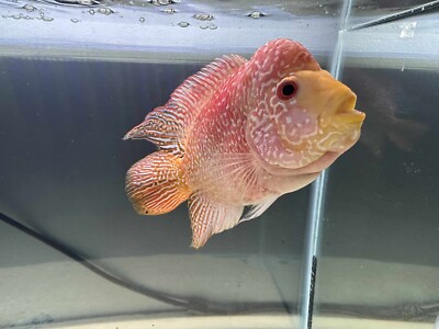 Gold base Flowerhorn Male Live fish 10-inc | eBay