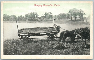 EXAGGERATED FISHING ANTIQUE POSTCARD BRINGING HOME OUR CATCH | eBay