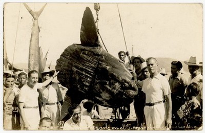 RPPC Giant Fish on Dock Acapulco Mexico Crowds J.J. Pintos Photo | eBay