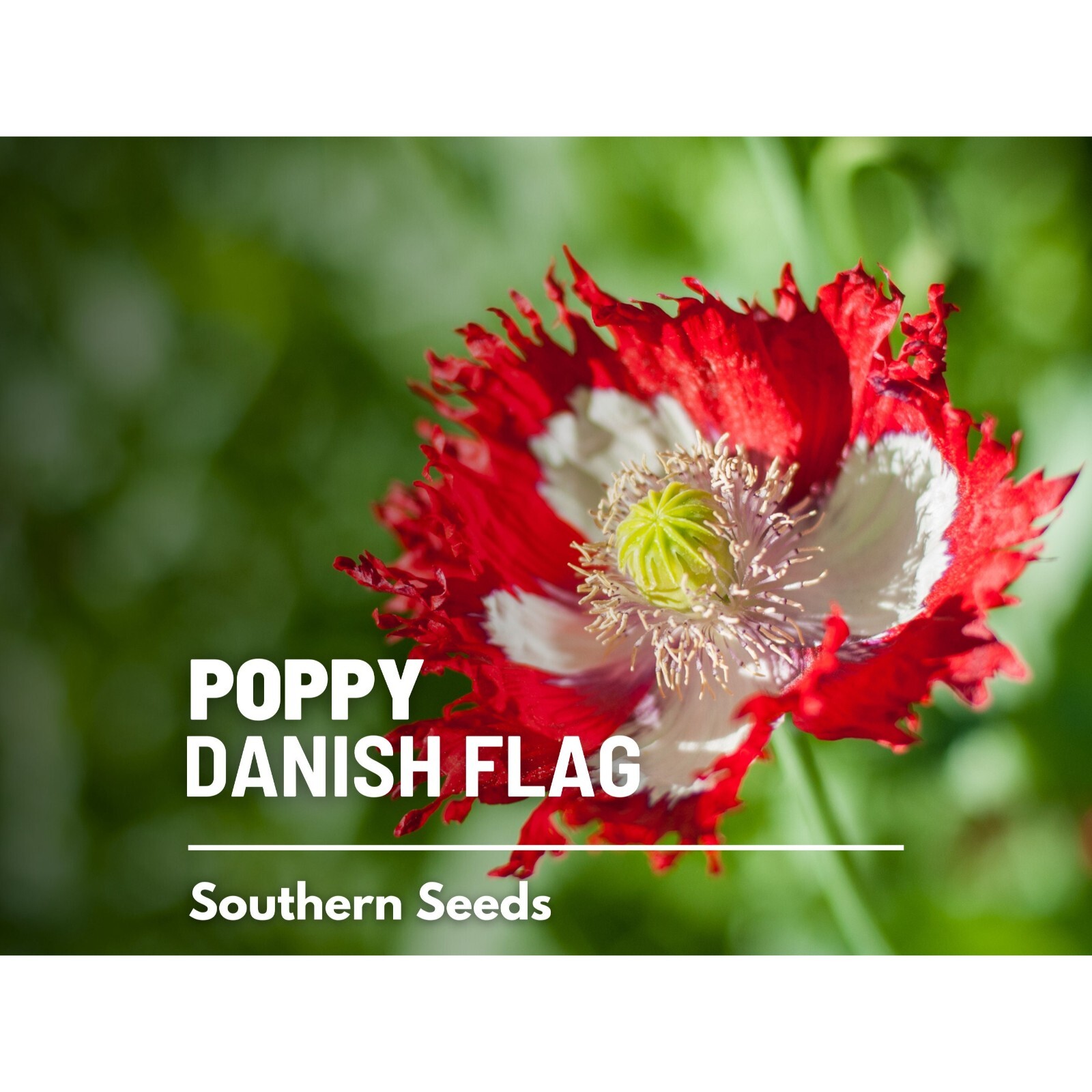 Danish Flag Poppy Seeds, Heirloom Ruffled Red and White Blooms, USA ...
